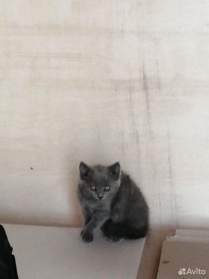 Кошка