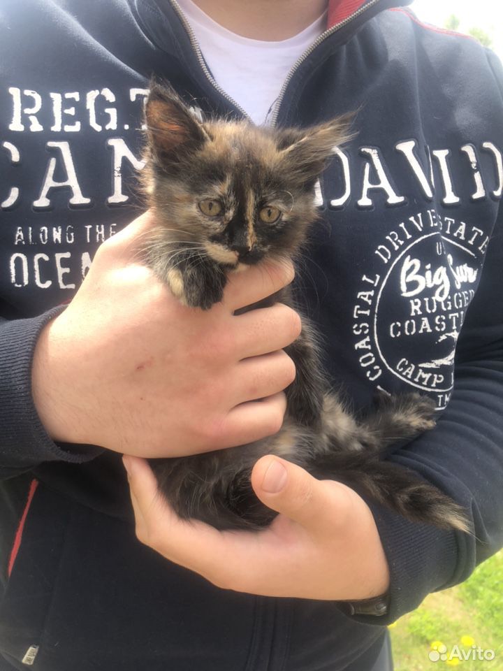 Отдам кошек бесплатно