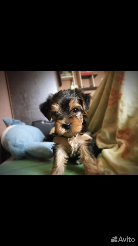 Йоркский терьер