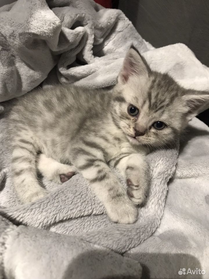 Котёнок шотландец. скоттиш страйт
