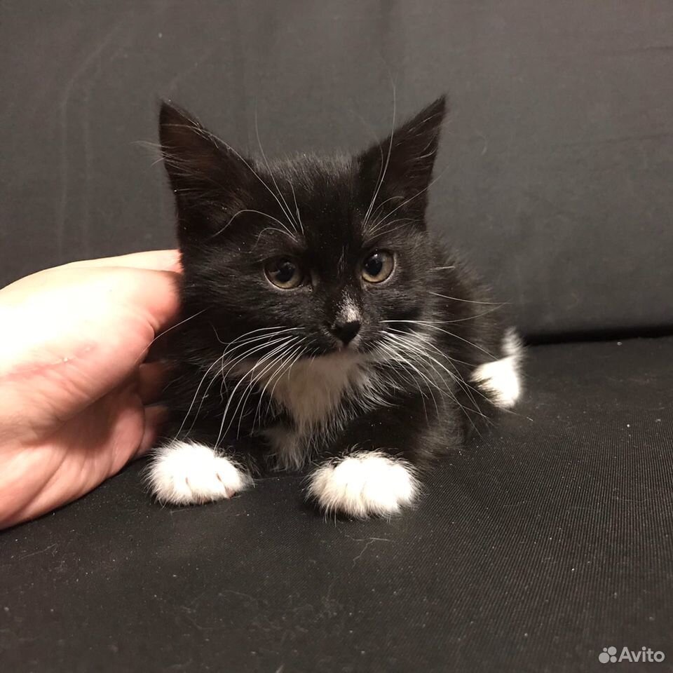 Котёнок Ночка