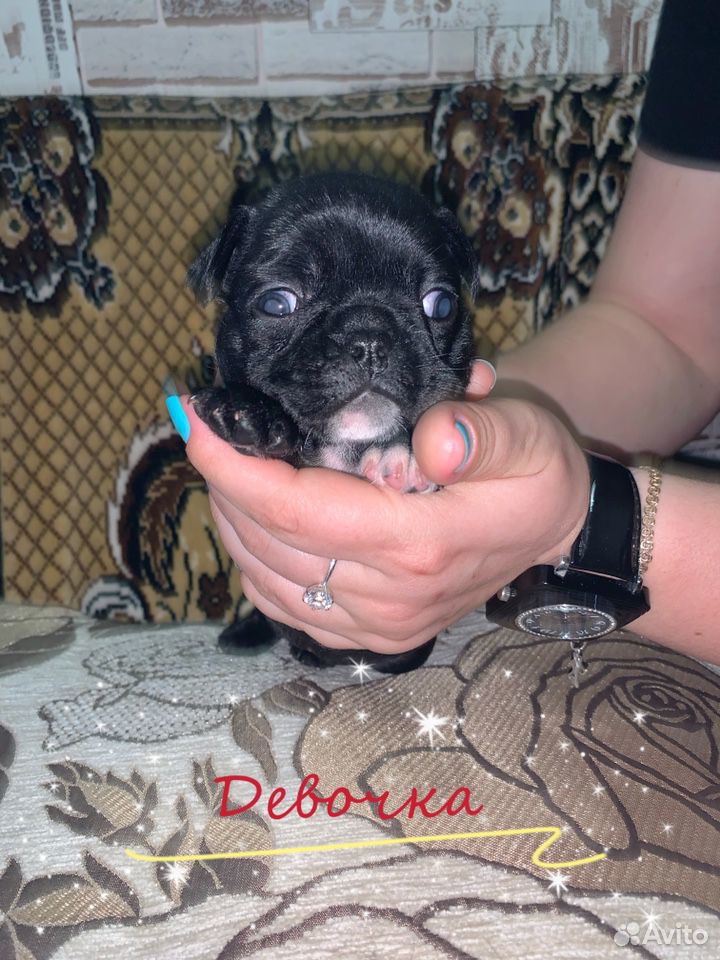 Продажа Французских бульдожек