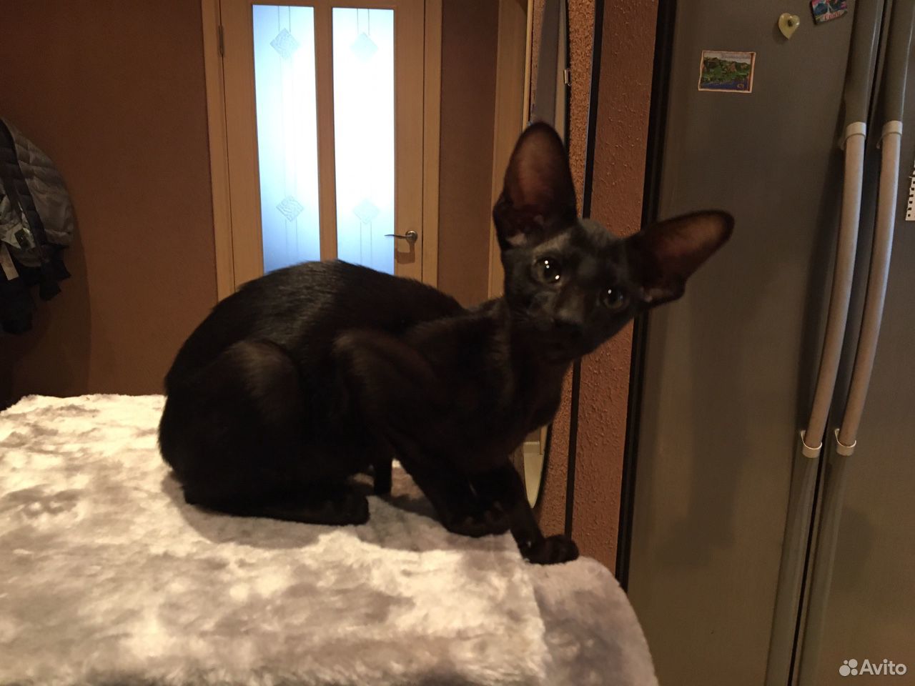 Ориентальный котенок