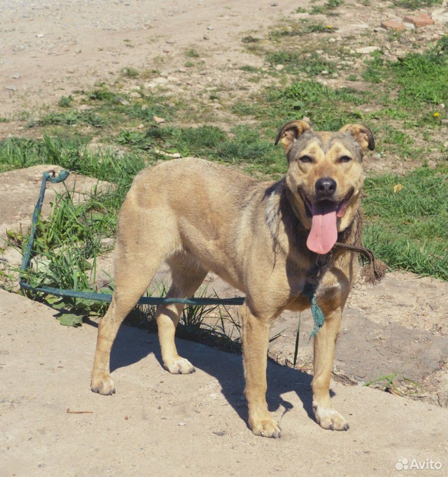 Стеша молодая девочка, ищет хозяев