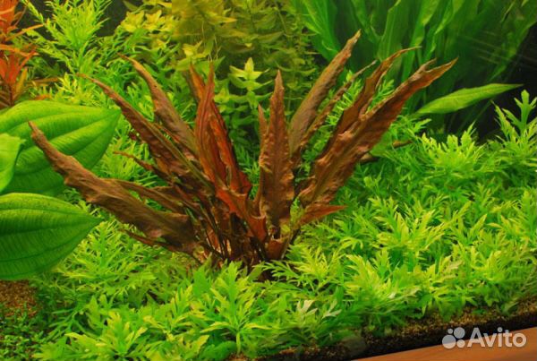 Криптокарина Вендта Коричневая