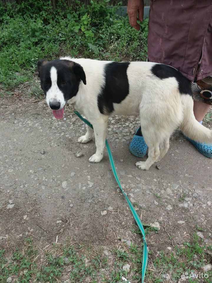 Отдаём в добрые руки