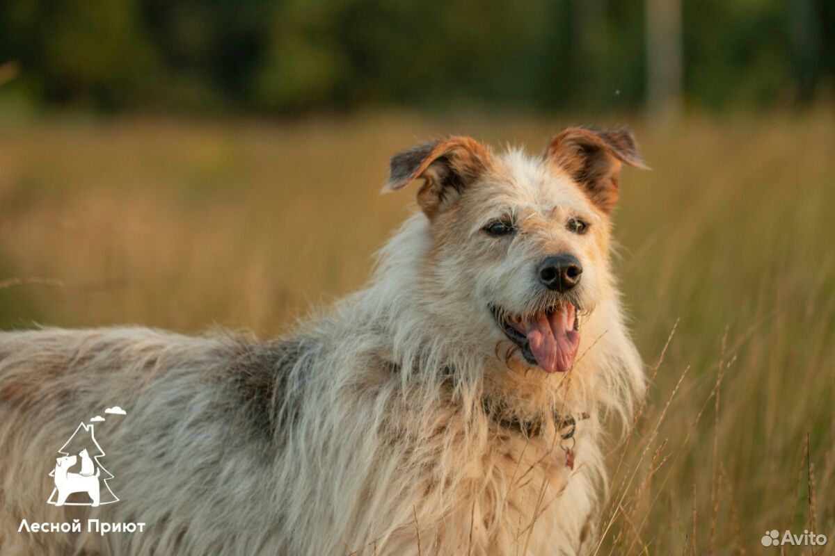 Дженна. Лесной приют
