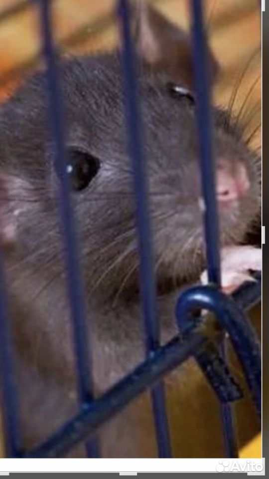 Крыски в клетке