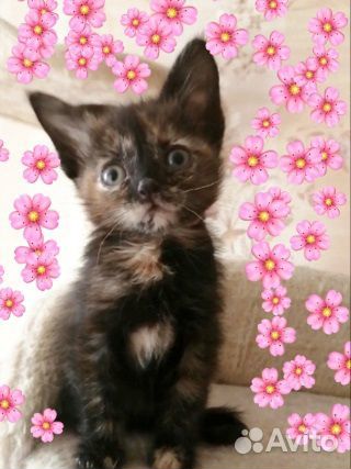 Черепаховый котёнок в дар