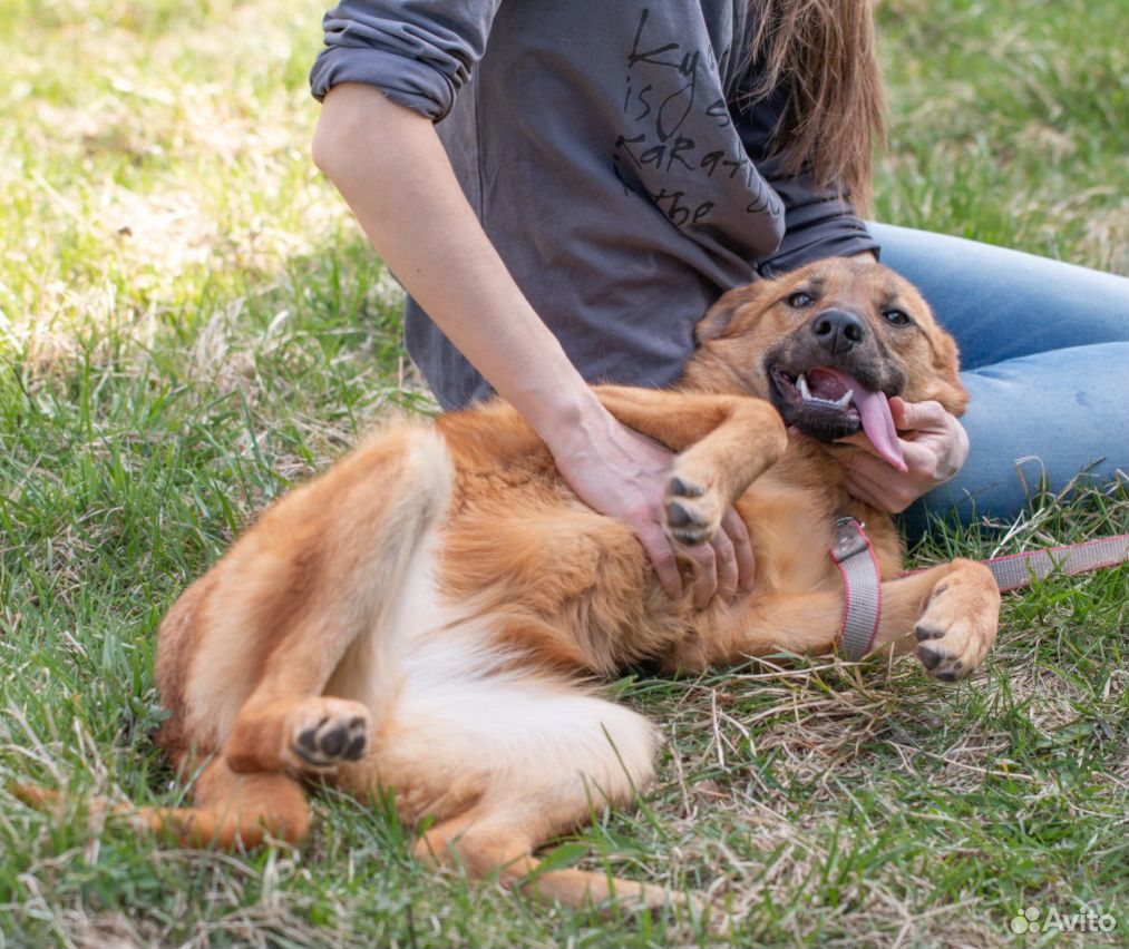 Огненная красавица Лилу ждёт свою семью