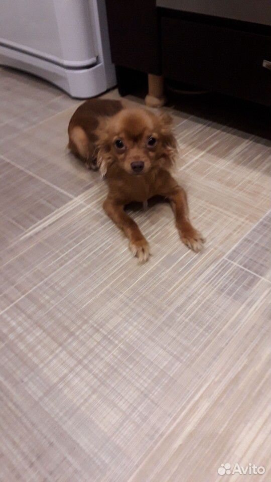 Щенки той терьера