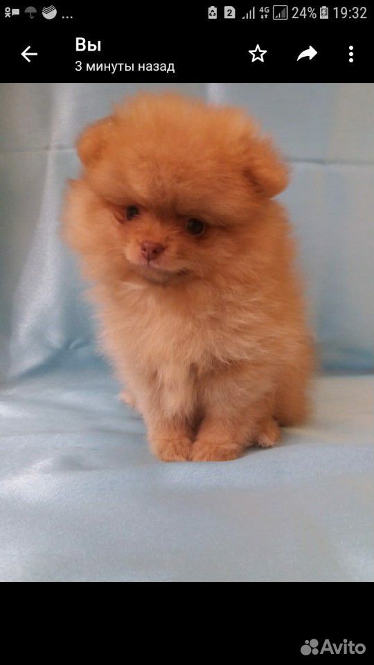 Шпицульки-красотульки