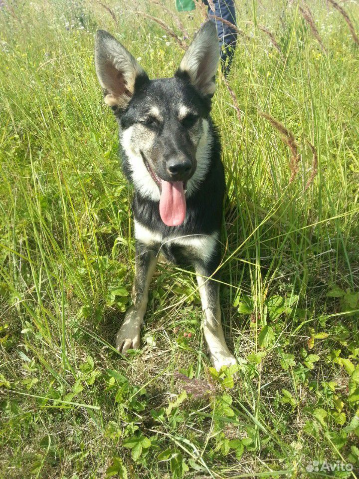 Мини версия восточноевропейской овчарки