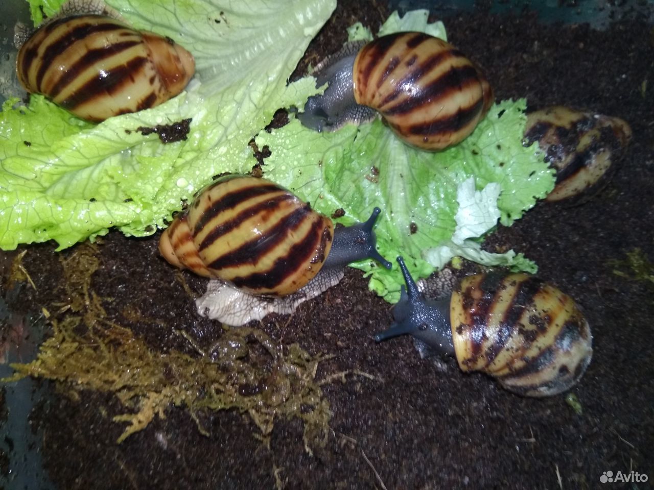 Улитки Archachatina marginata