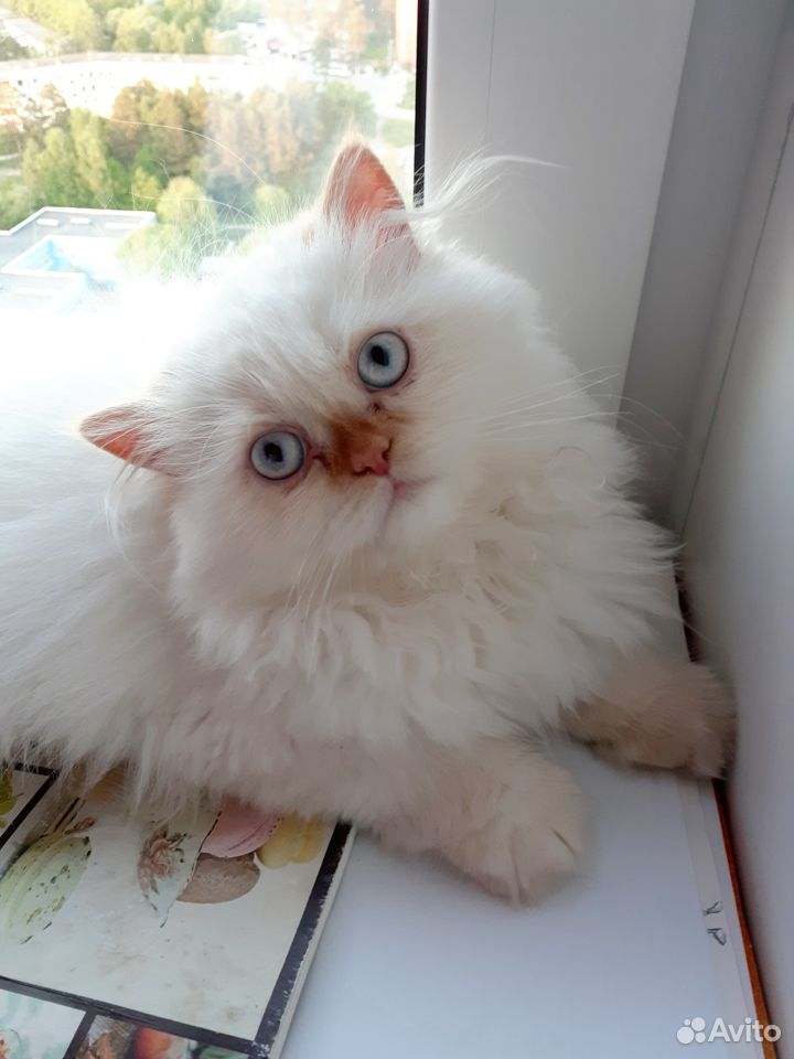 Персидский котёнок - девочка