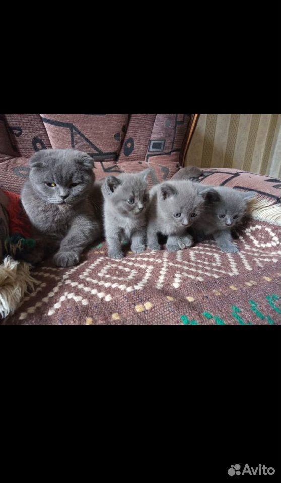 Котята британцы