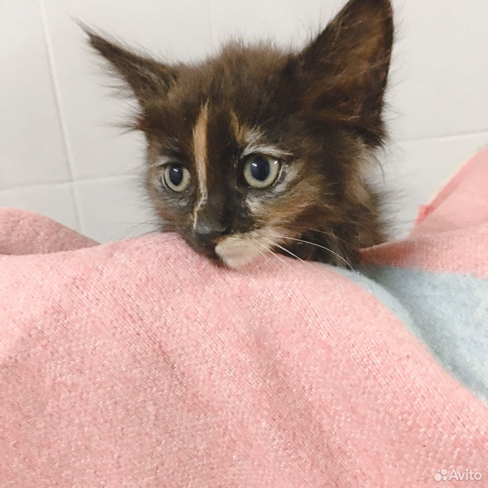 Чудесный которебенок в добрые руки