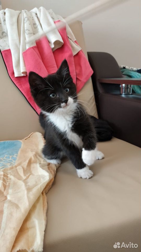 Котёночек в самые добрые руки