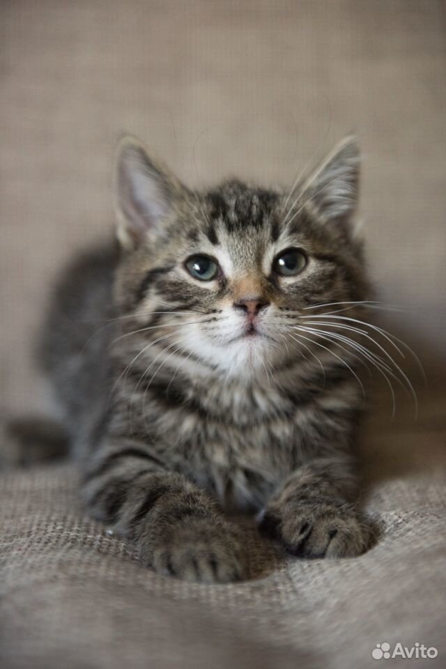 Полосатый мальчик 2 мес