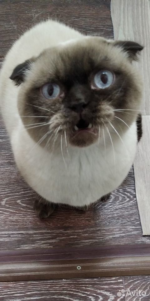 Котик Филя найден на Перспективном
