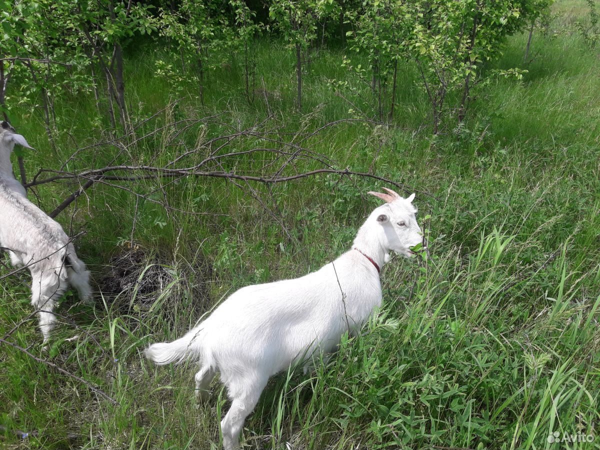 Козлята Кико и подрощенная козочка Заанненская
