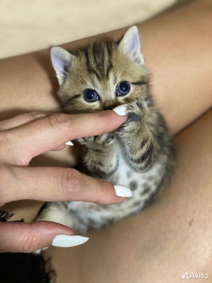 Шотландская