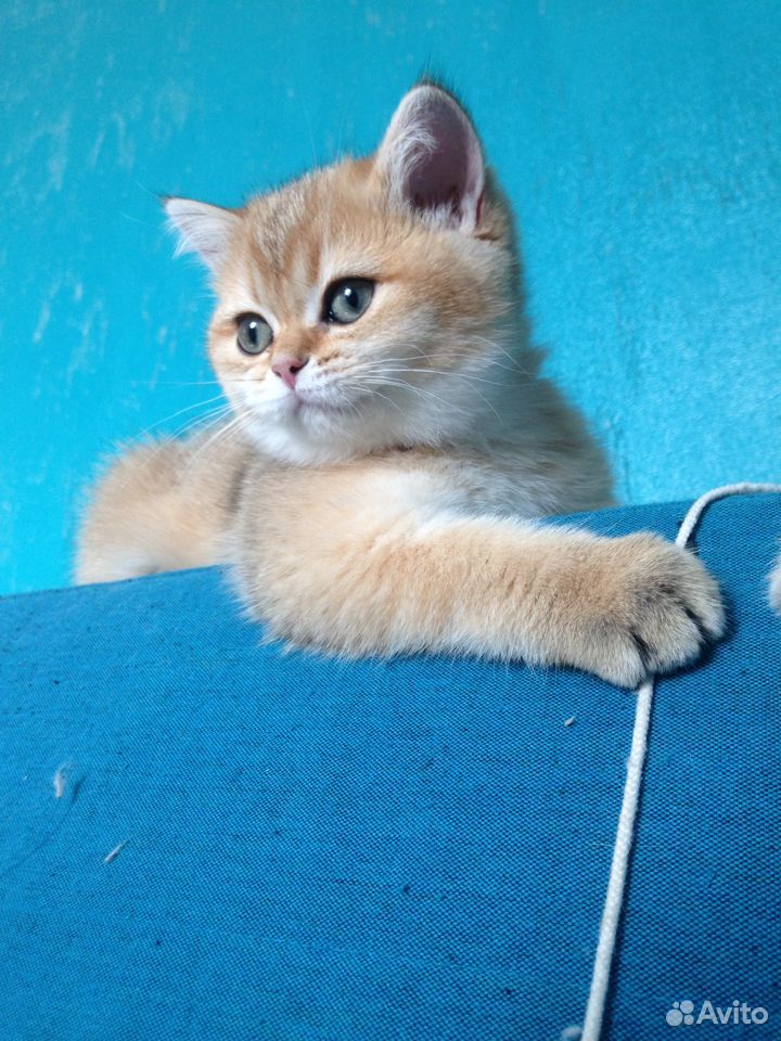 Британский котёнок