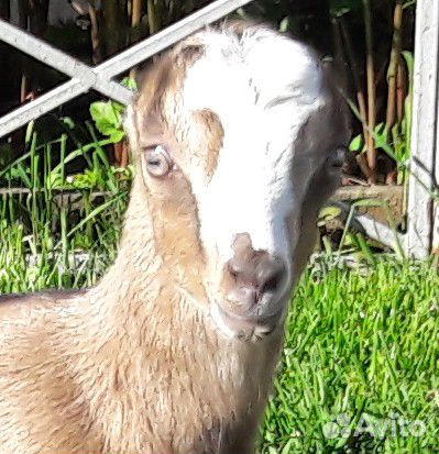 Козлик 100 Ламанча