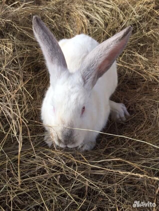 Крол калифорниец