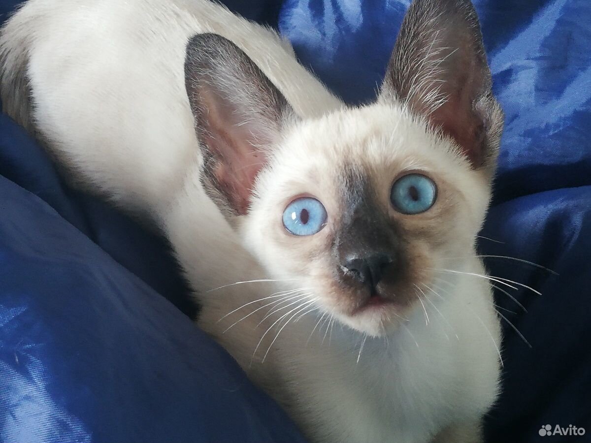 Сиамо-ориентальная девочка