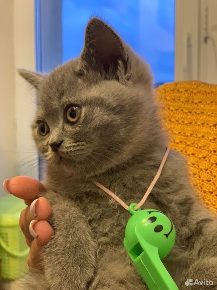 Шотландский котёнок