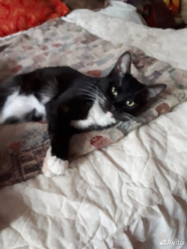 Котёнок приученный к лоточку