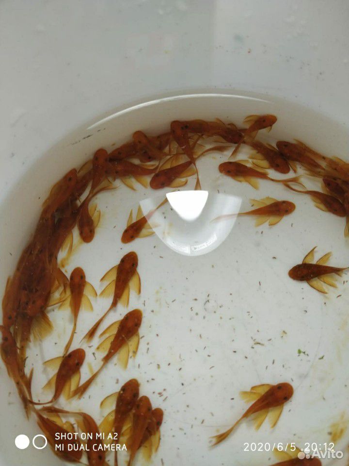 Анцитрус Супер Ред и супер Ред вуали