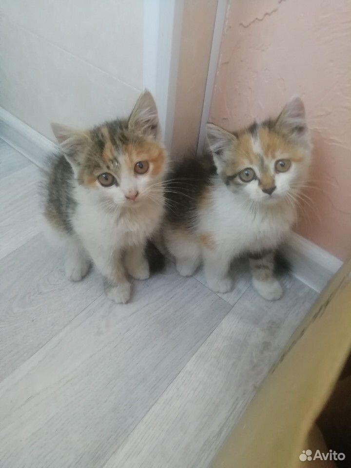 Трехветные котята девочки 2 мес