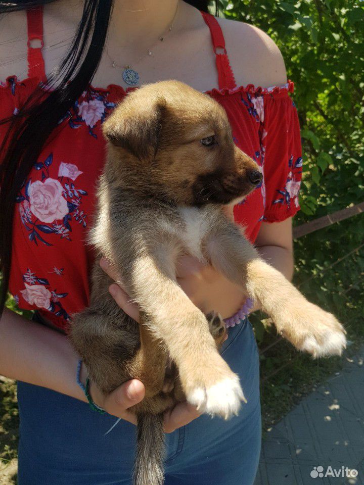 Щеночек в добрые руки