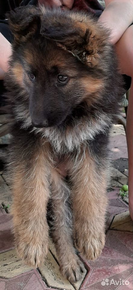 Немецкая длинношерстная овчарка