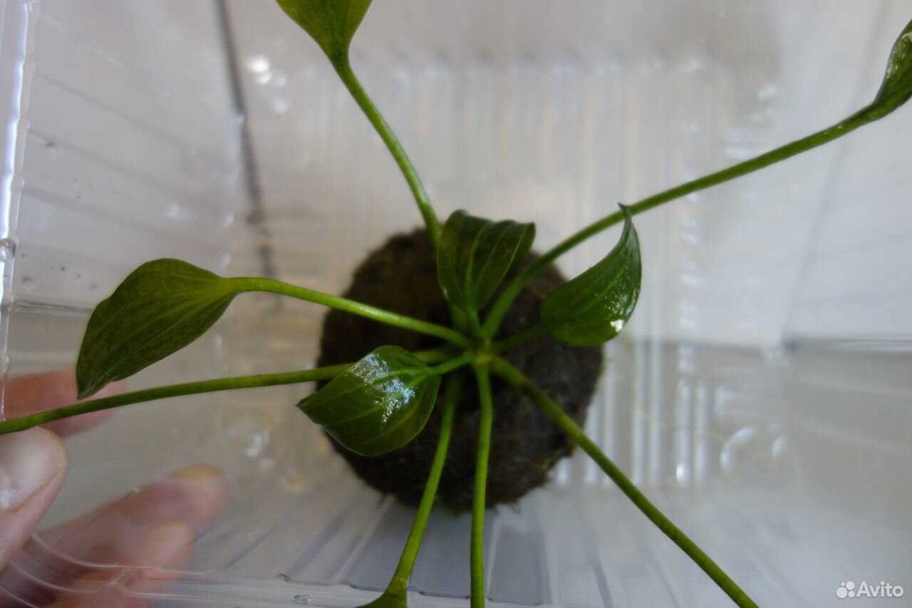 Продам echinodorus opacus rataj