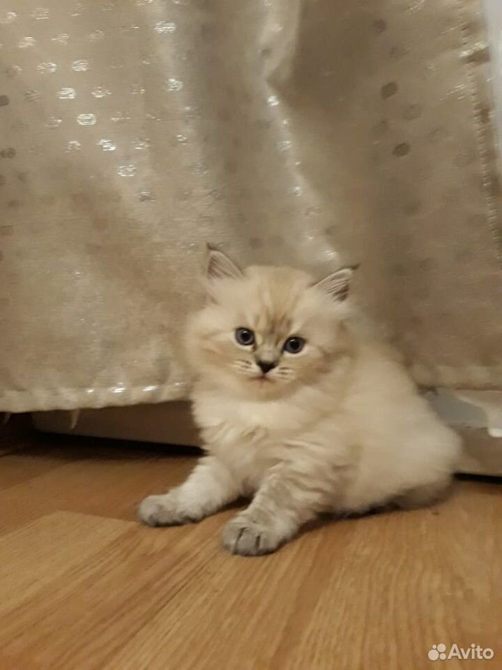 Невская маскарадная малышка