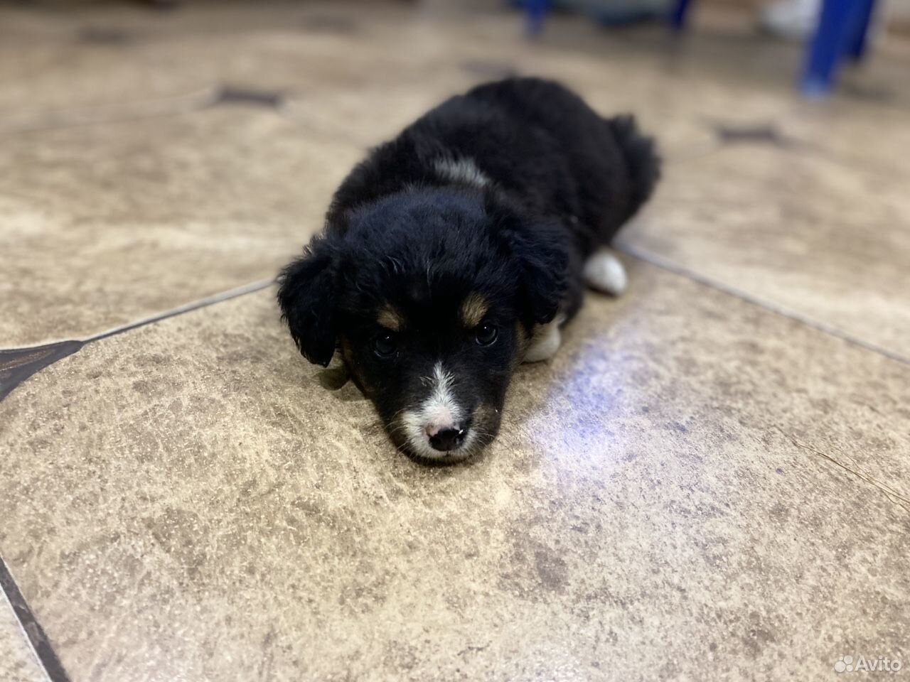 Щенок Дворянка