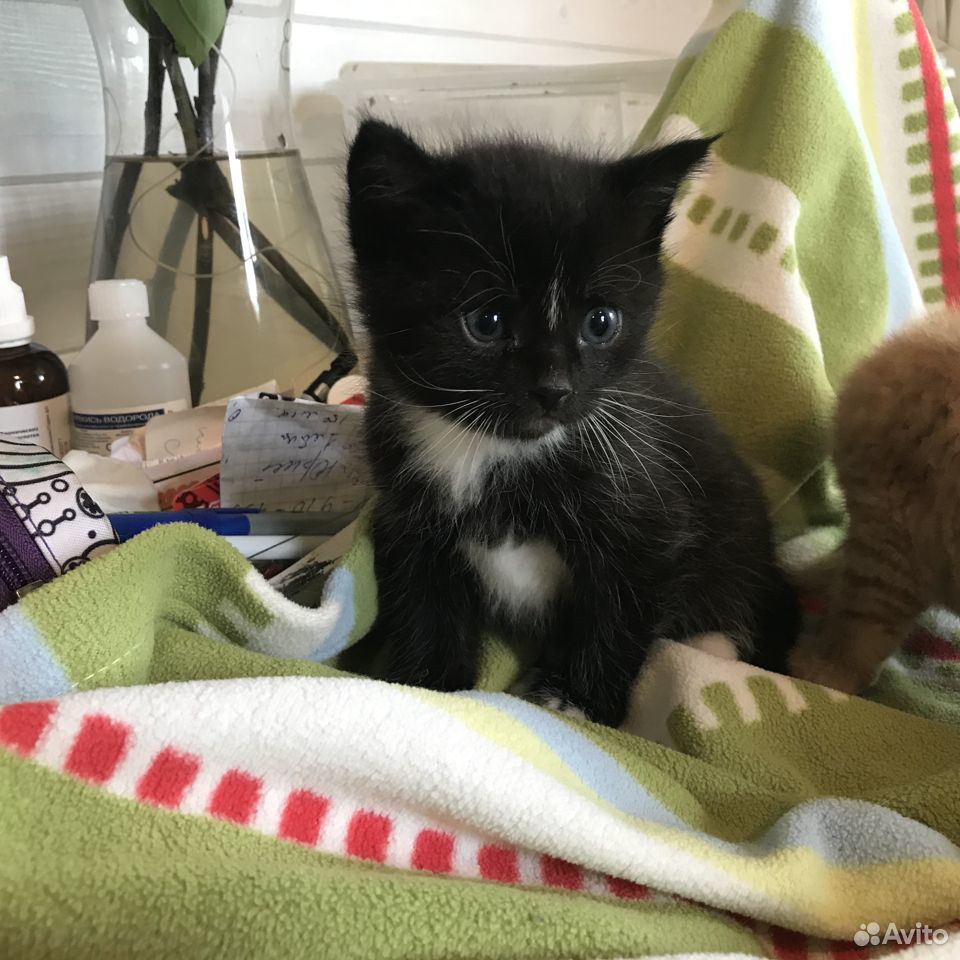 Котята ищут дом