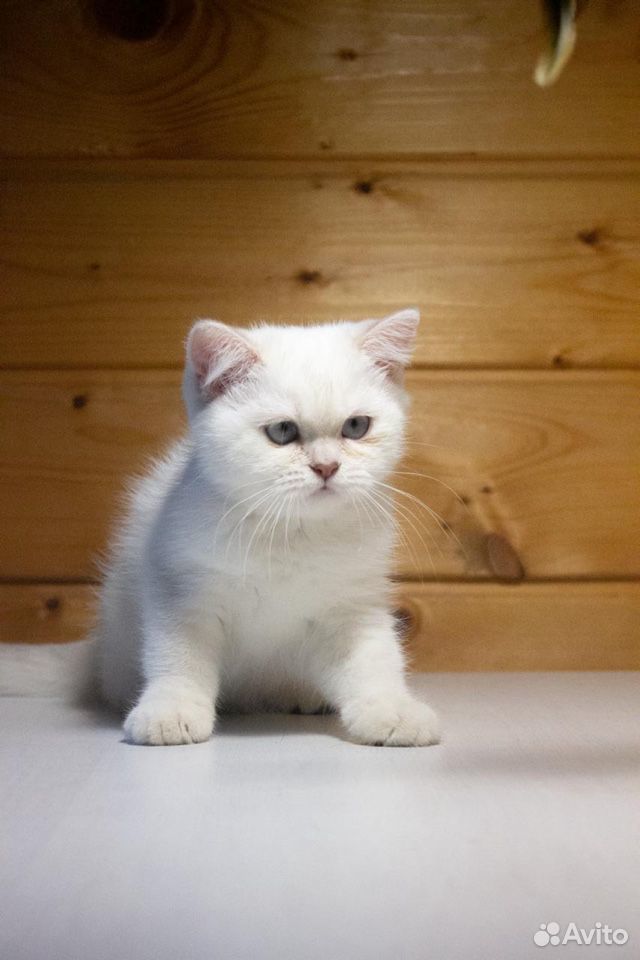 Клубные британцы