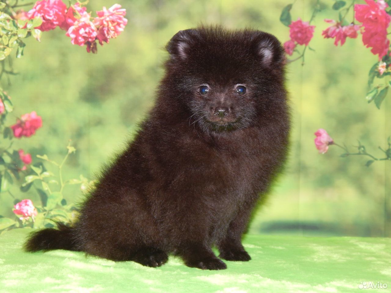 Шоколадногенная девочка