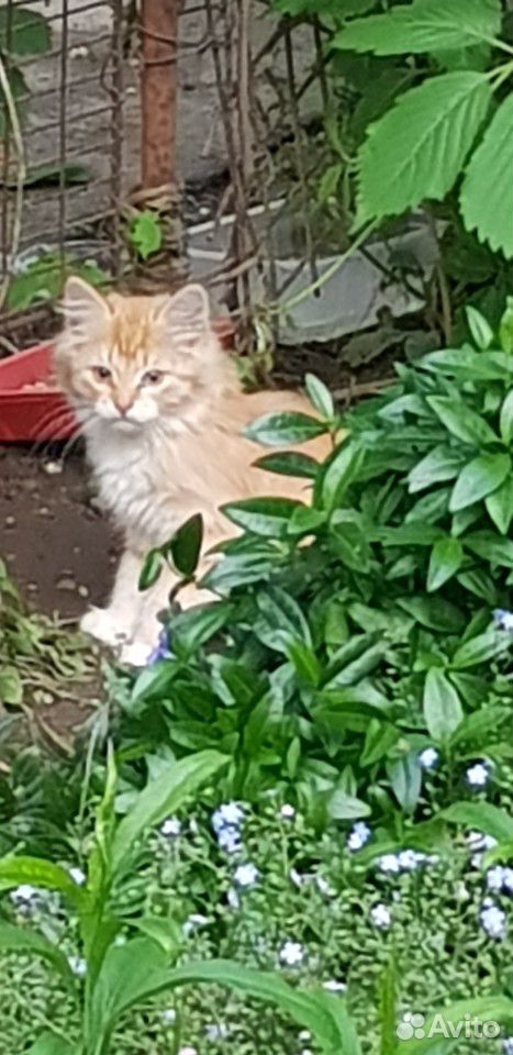 Котенок мальчик 2мес Персей