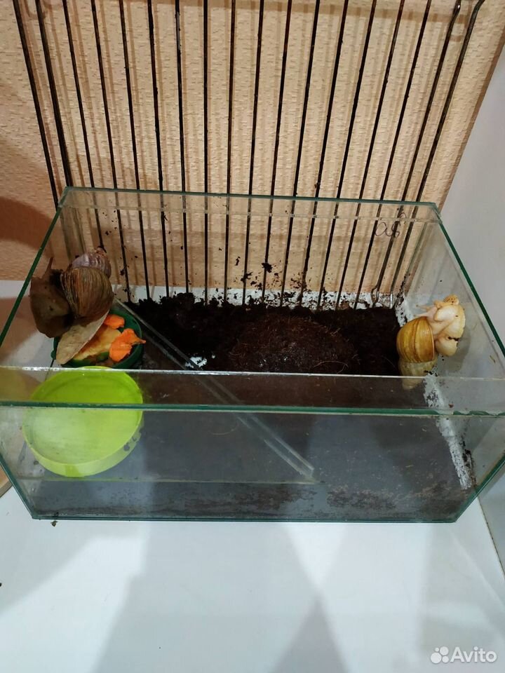 Продам 2 улитки ахатины вместе с аквариумом