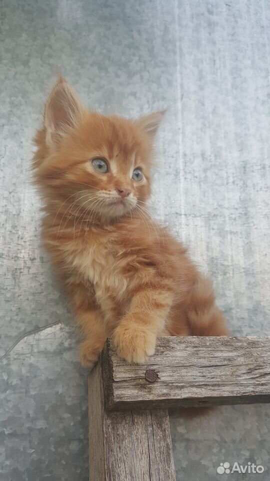 Отдам котенка в добрые руки