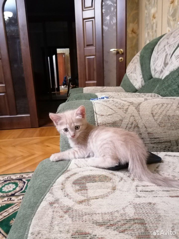 Котик ищет маму и папу)