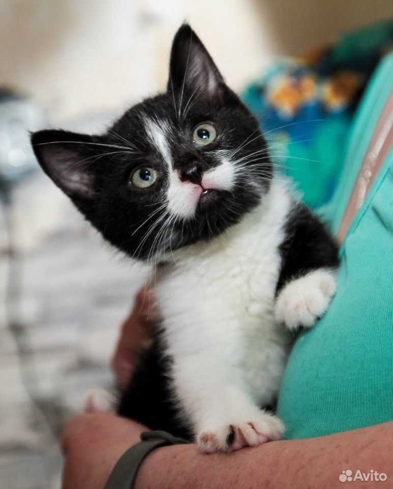 Котенок мальчик 1.5 мес