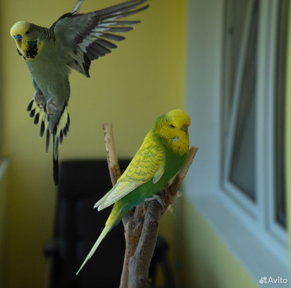 Пара выставочных волнистых попугаев (Чехи) +клетка