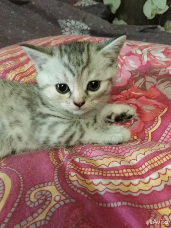 Милая британочка