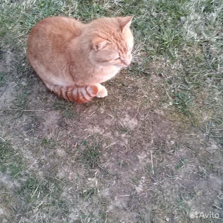 Рыжий одинокий котик ищет свой дом